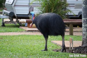 paper plate cassowary craft - The Craft Train